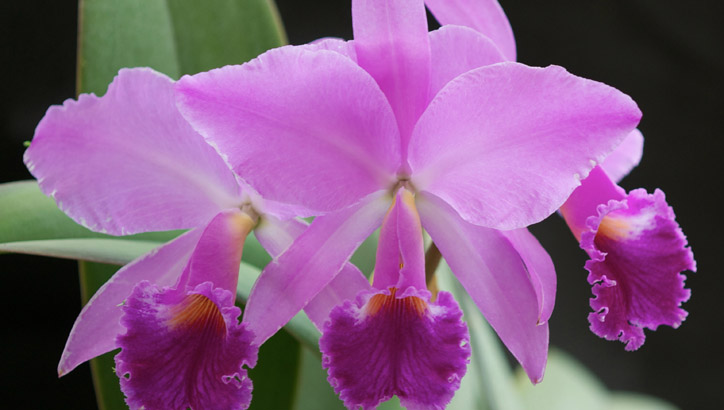 Descubren dos nuevas especies de orquídea en la Amazonía brasileña ...
