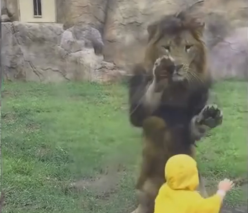 ¡Impactante! León ataca a niño en un zoológico [+Video] - Diario ...