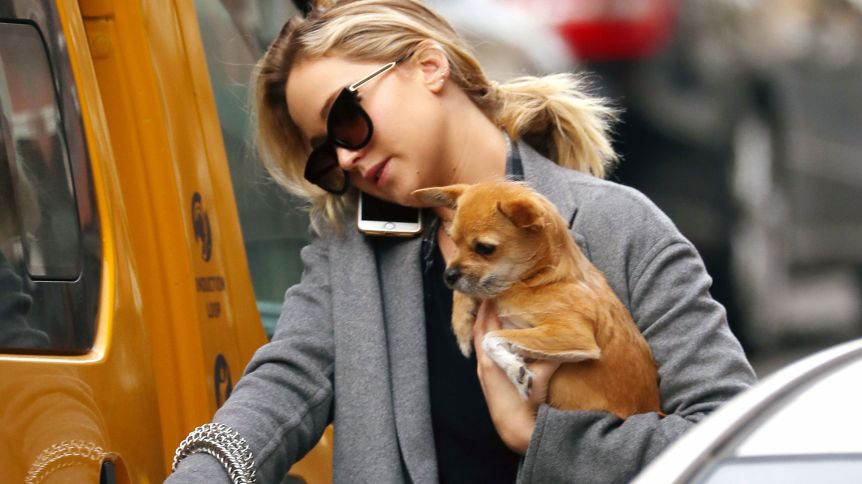 Jennifer Lawrence genera polémica por regalar su chihuahua tras morder ...