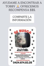 Servicio Público: "Tobby" está desaparecido y su familia ofrece ...
